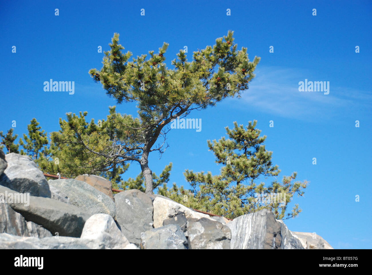 Tree and rocks Stock Photo - Alamy