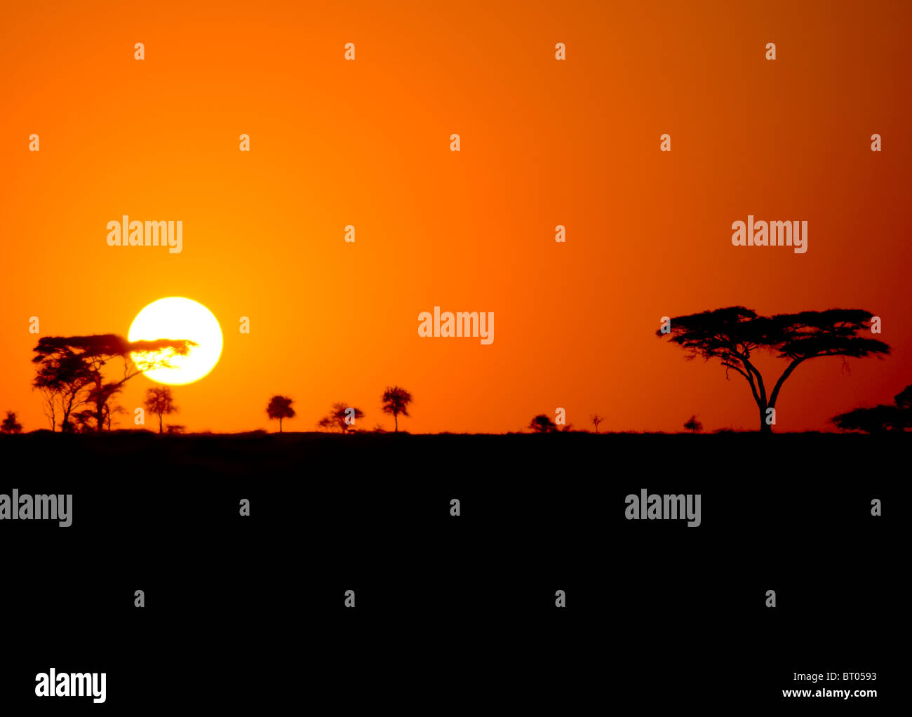 Beautiful african sunset in the Serengeti, Tanzania with silhouettes of ...
