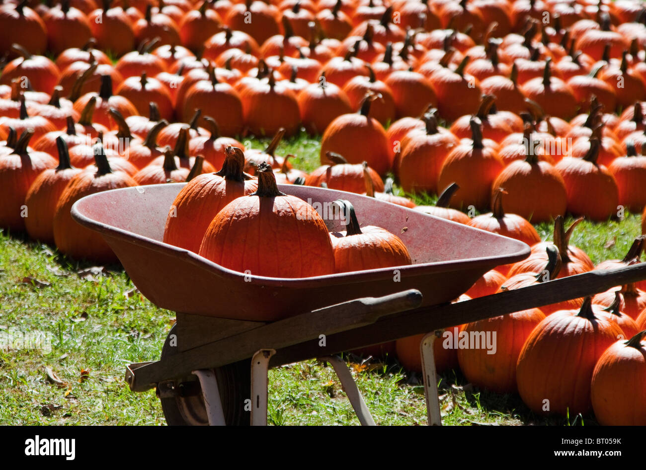 Red wheel barrel with pumpkins in it, in front of a pumpkin patch Stock ...