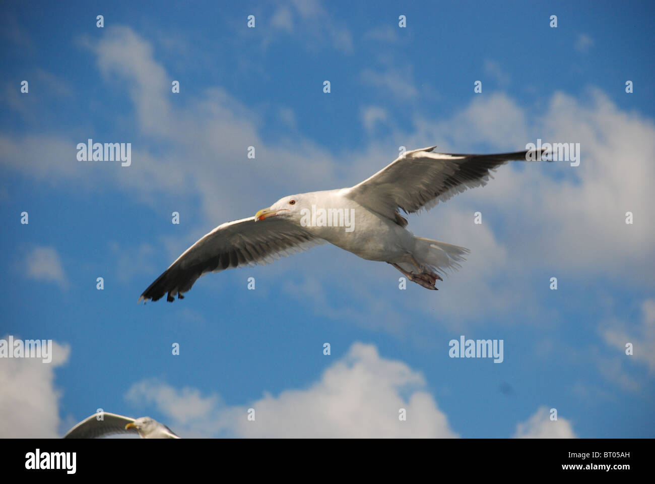 Seagull flying behind a New England fishing boat Stock Photo - Alamy