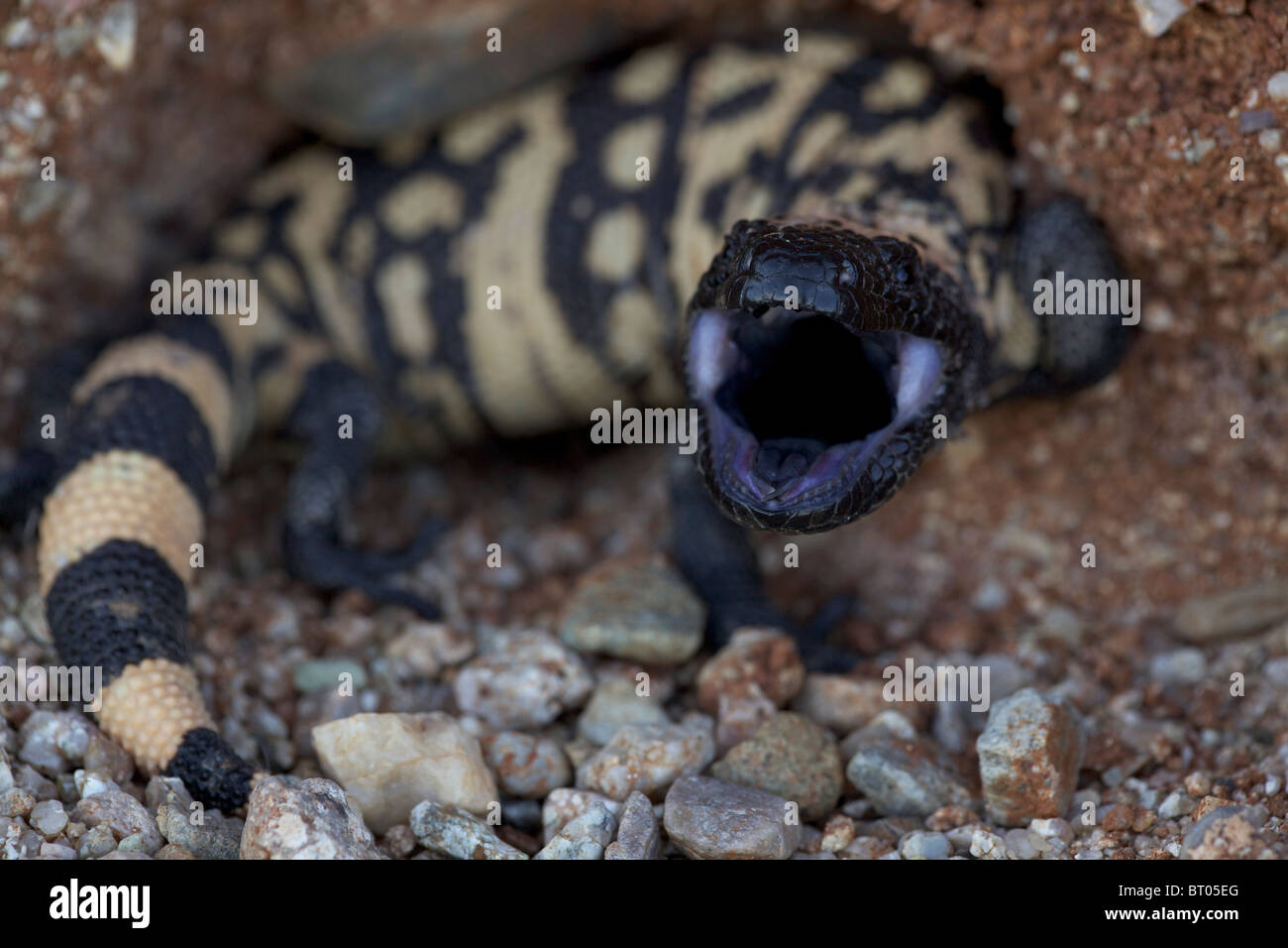 Gila monster (Heloderma suspectum) Sonoran Desert - Arizona - Defensive ...