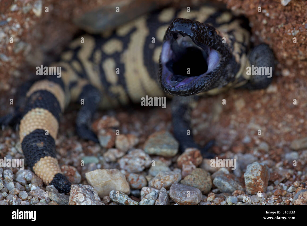 Gila monster (Heloderma suspectum) Sonoran Desert - Arizona - Defensive ...