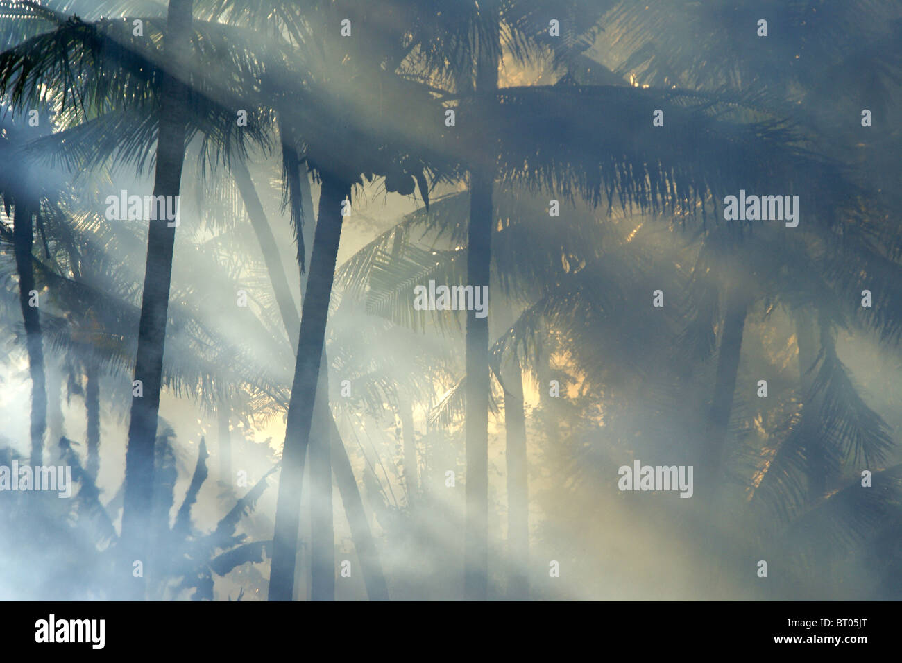 Rays sun trees in hi-res stock photography and images - Alamy
