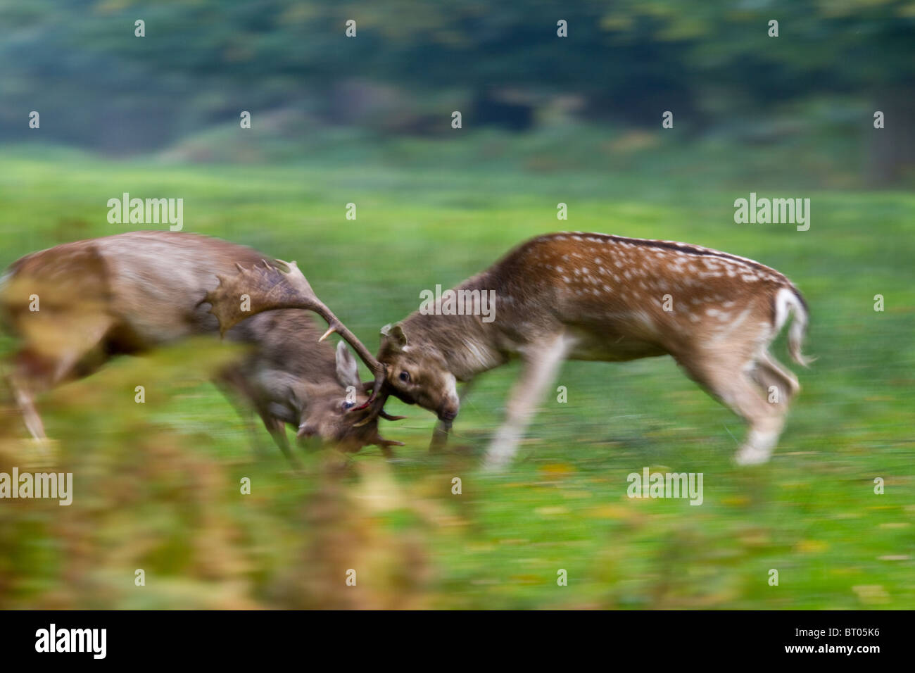 Rutting males hi-res stock photography and images - Alamy