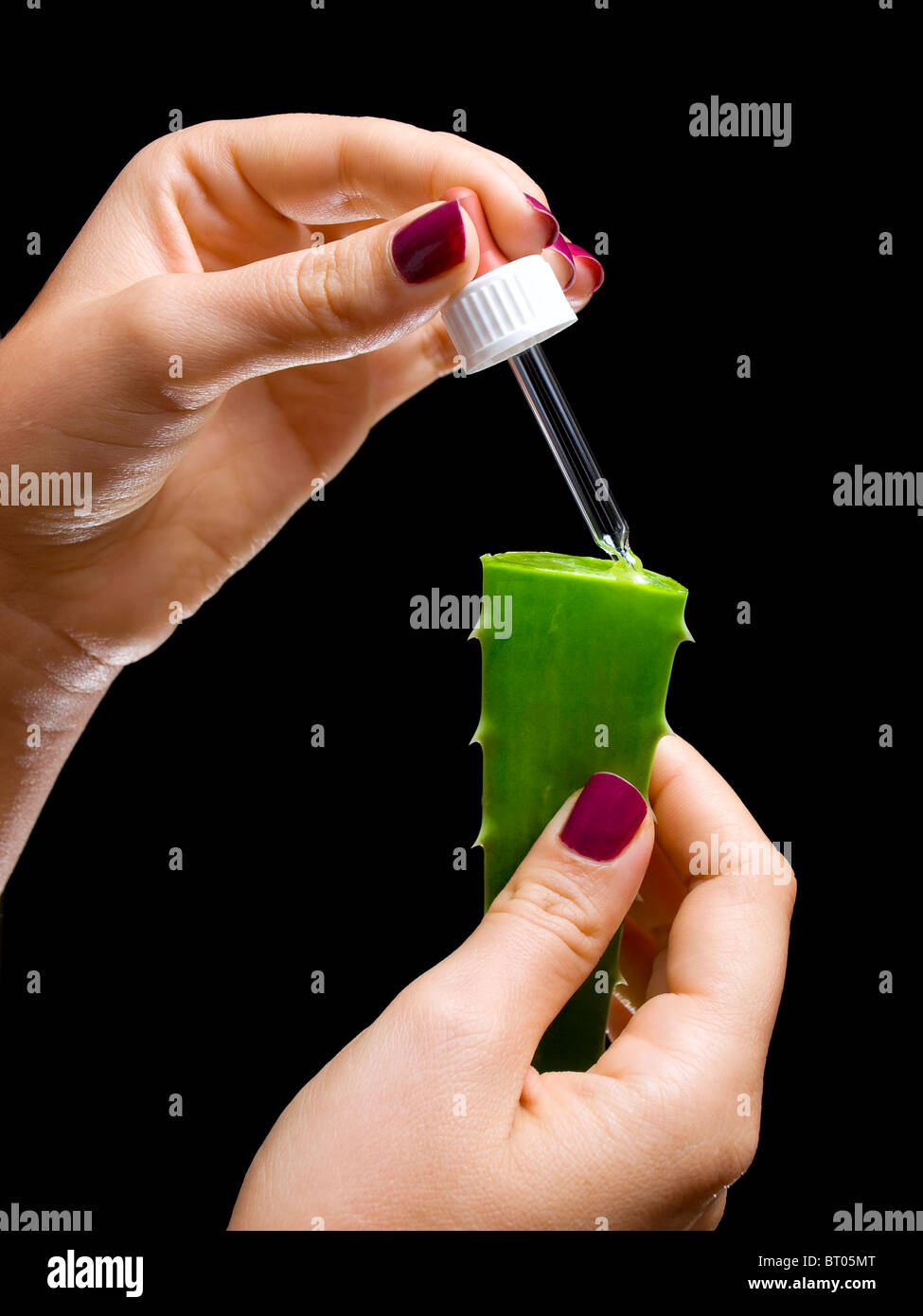 Woman takes a gel sample from a leaf of Aloe Vera cactus Stock Photo ...
