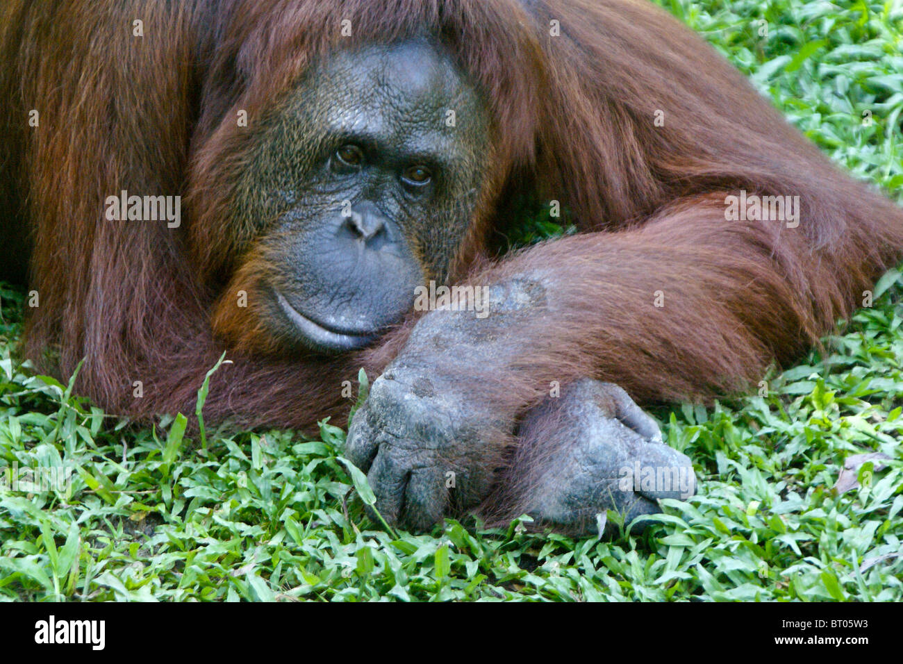 Female orangutan lying on grass, Borneo, Indonesia Stock Photo - Alamy