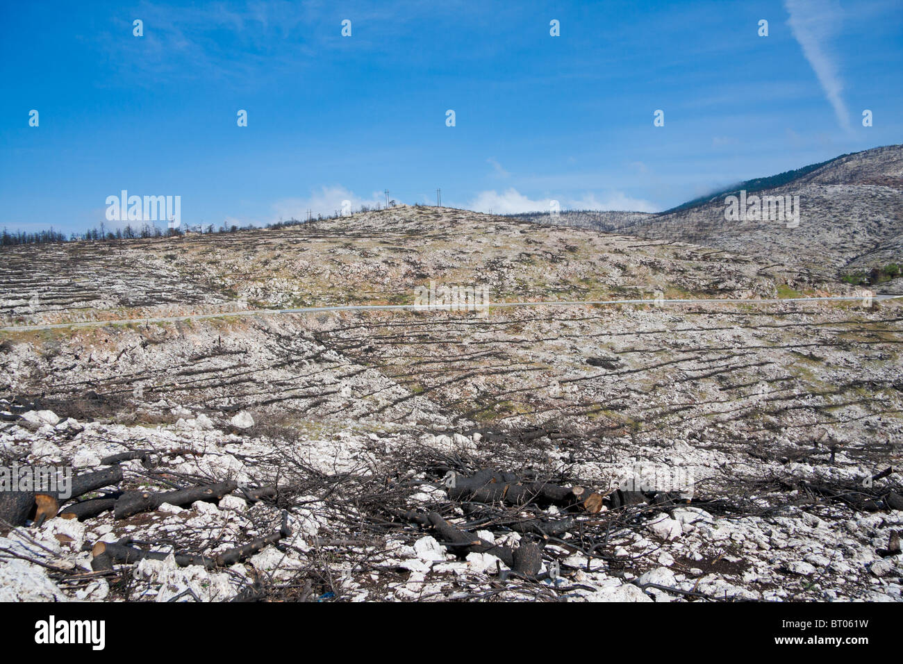 Remains after the fire in 2007 in Parnitha National Park, Greece Stock ...