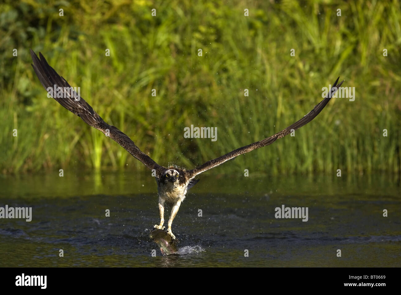 Osprey taking off from lake with fish in talons Stock Photo - Alamy