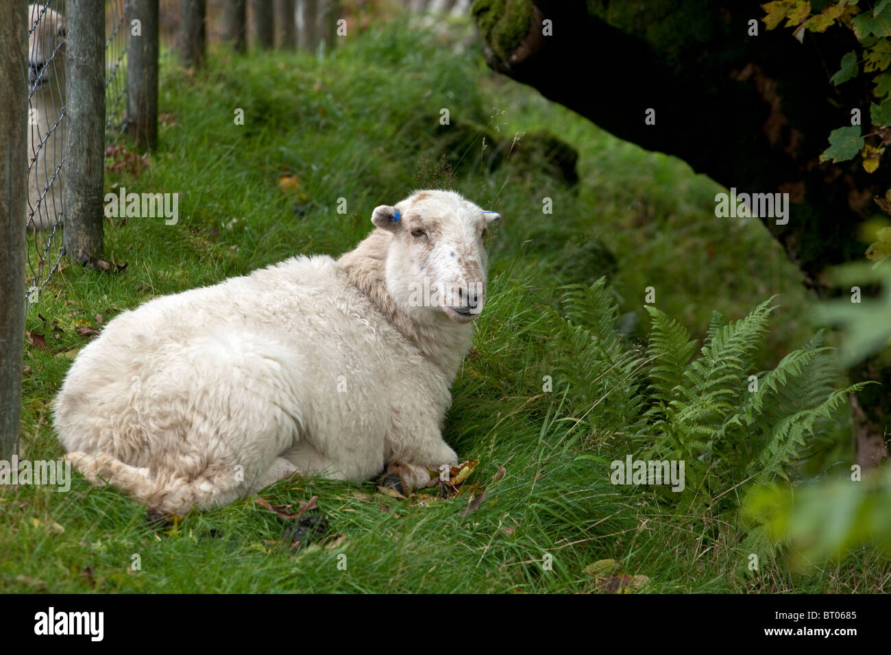 North wales moors hi-res stock photography and images - Alamy