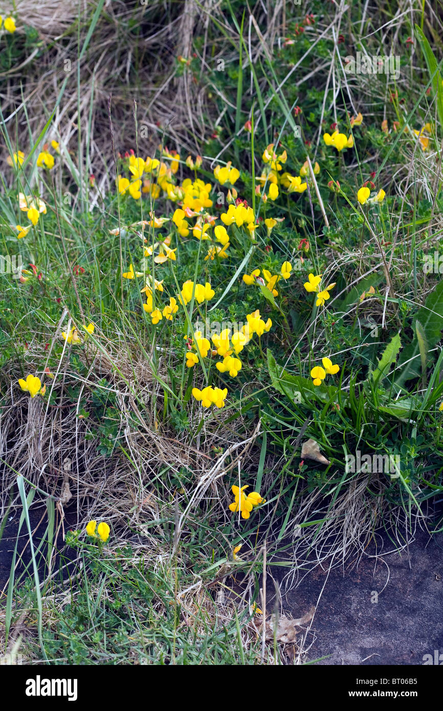 Common Bird's-foot Trefoil growing by a sea wall Ravenglass Cumbria ...
