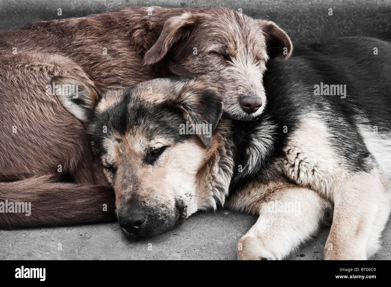 Two dogs on the street Stock Photo - Alamy