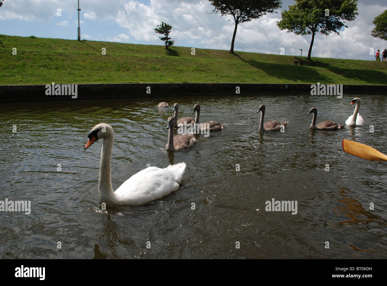 Swans swimming in canal hi-res stock photography and images - Alamy