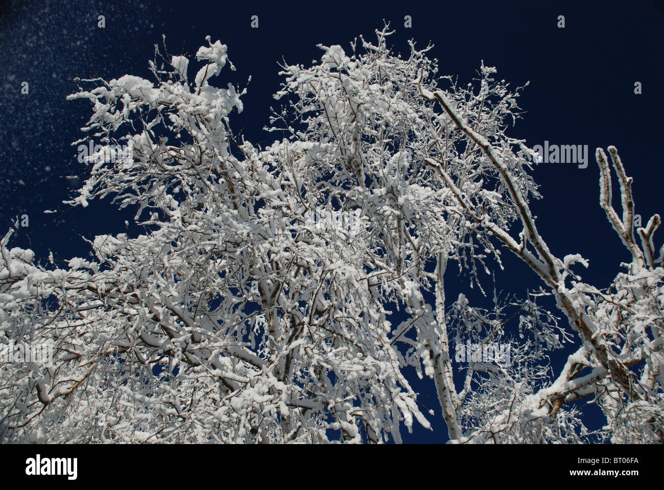 Snow encrusted trees Stock Photo - Alamy