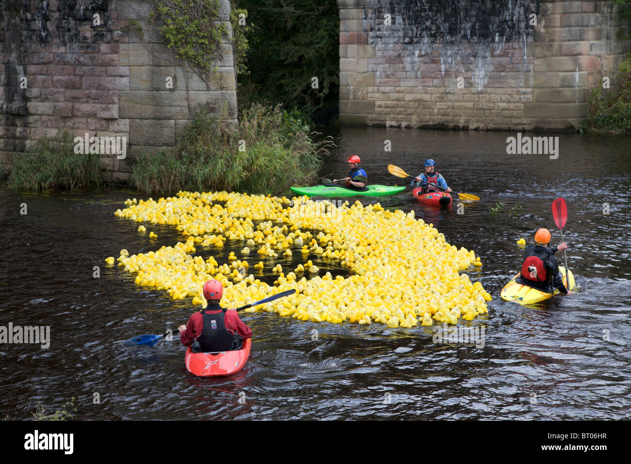 Duck Race 2010 Tadcaster North Yorkshire England Stock Photo - Alamy
