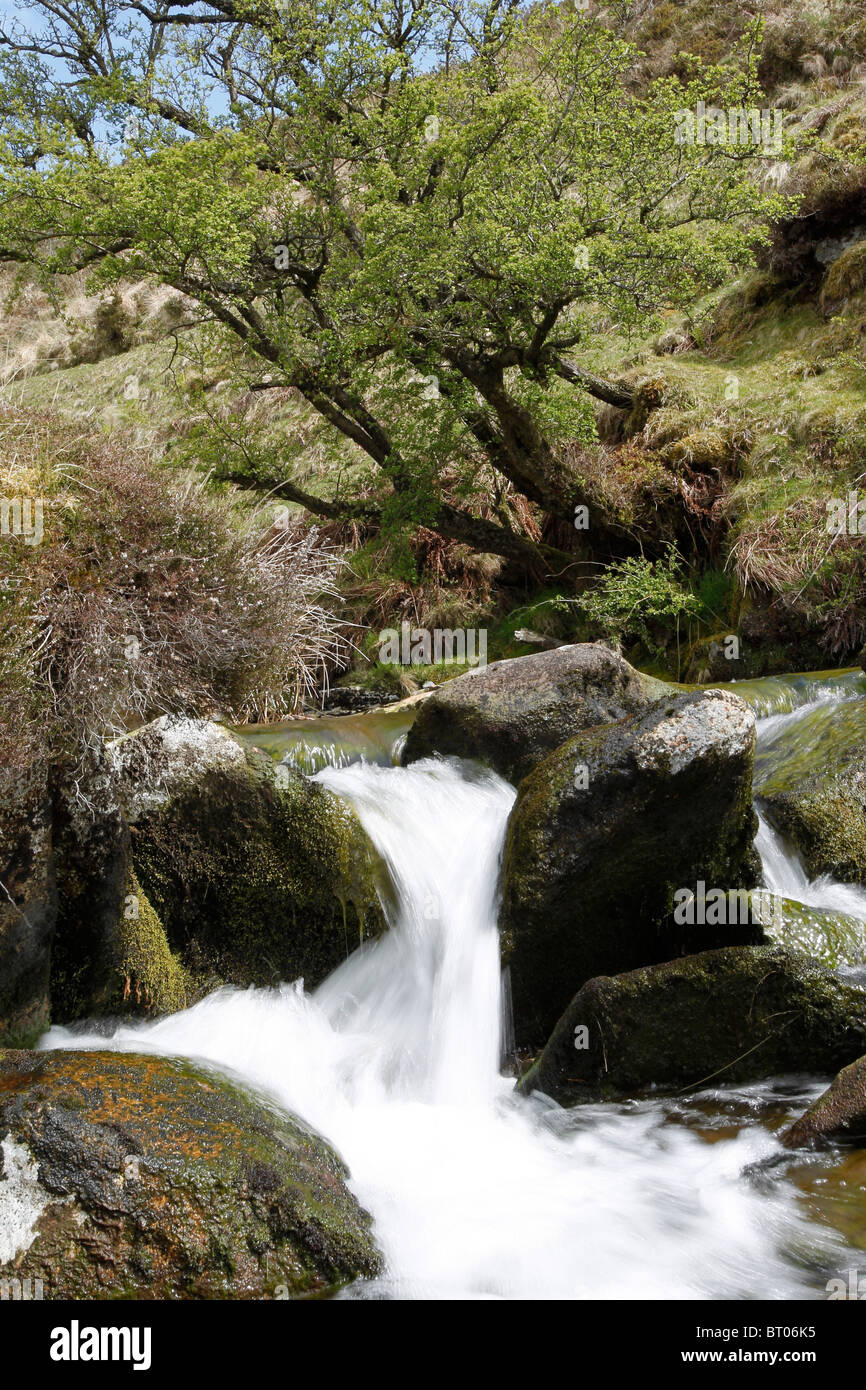 A Stream running through the Dartmoor national park in Devon Stock ...