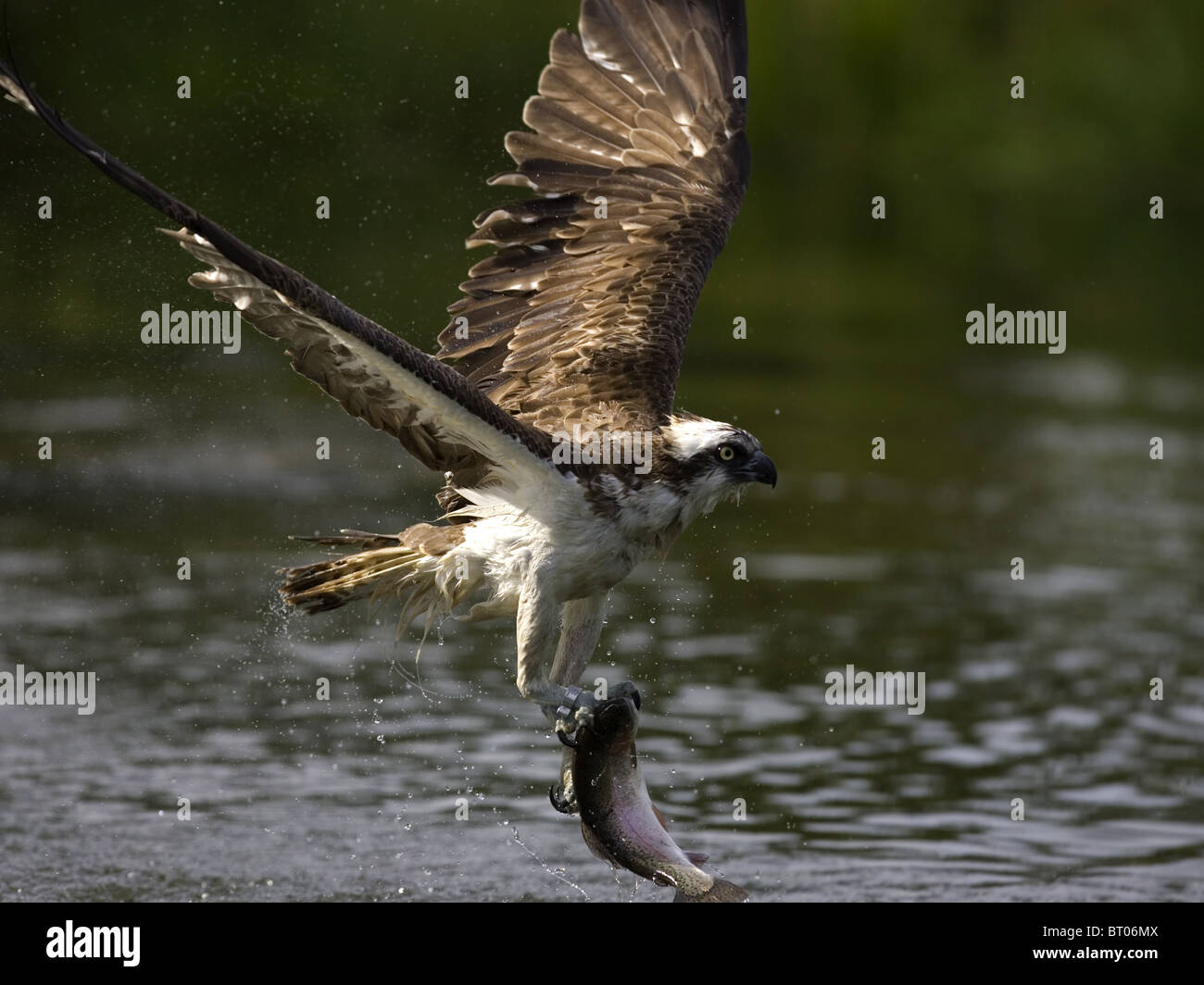 Osprey taking off from lake with fish in talons Stock Photo - Alamy