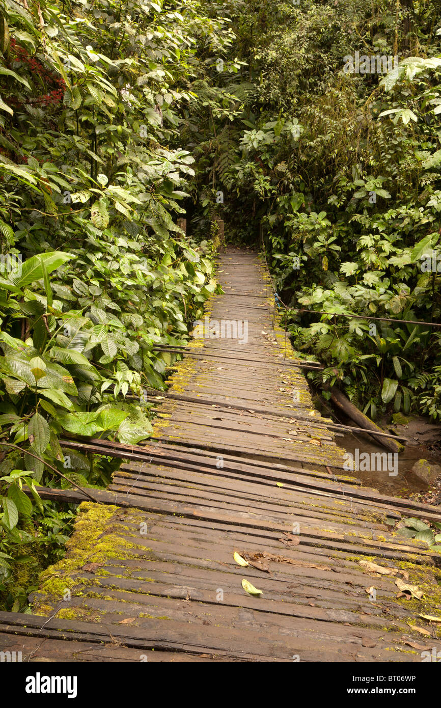 Old wood bridge in jungle hi-res stock photography and images - Alamy