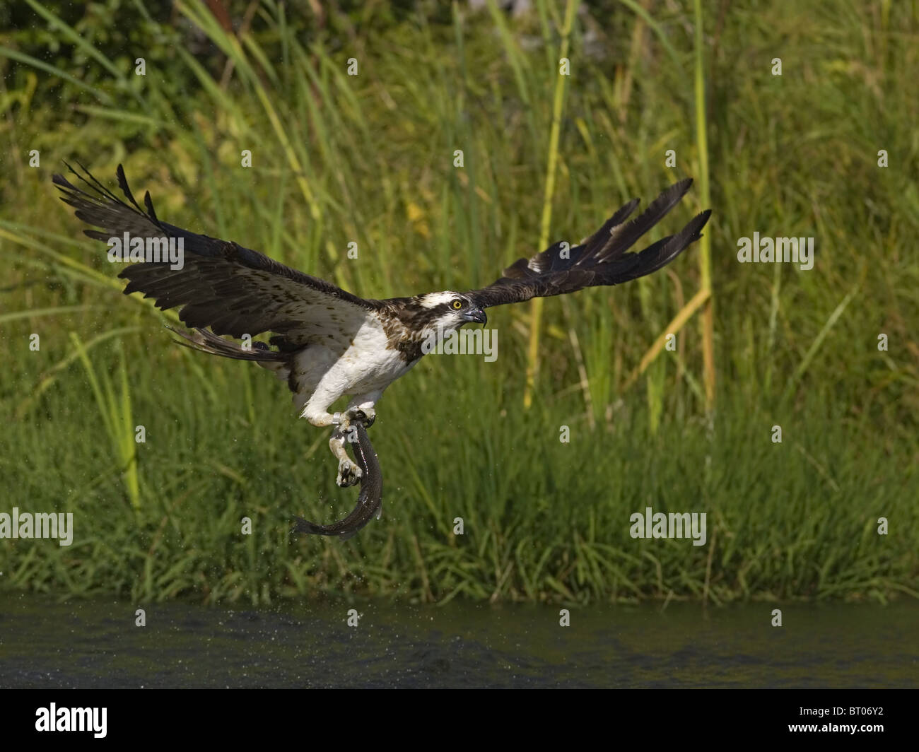 Osprey above lake with fish in talons Stock Photo - Alamy
