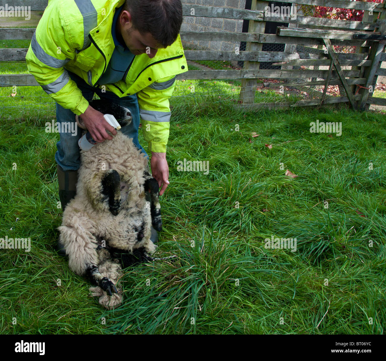 Farmer inspecting the paws of a sheep Stock Photo - Alamy