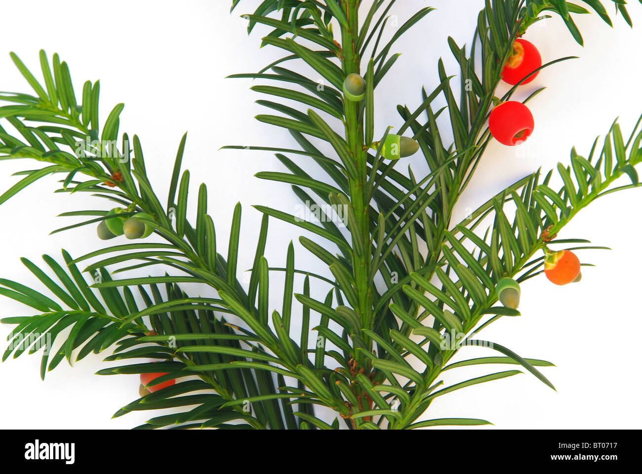 Eibe High Resolution Stock Photography and Images - Alamy