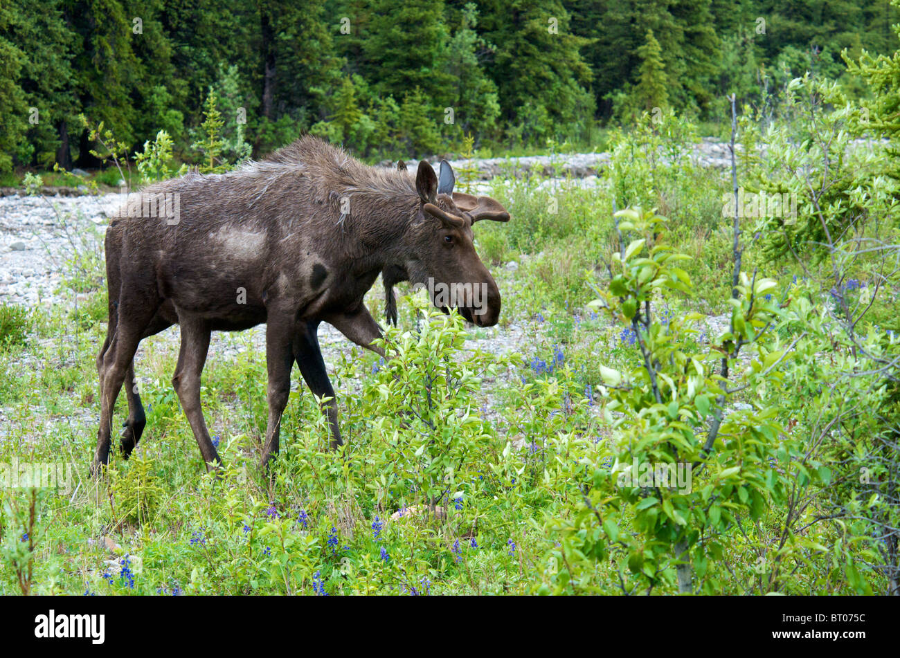 Moose Denali National Park Alaska USA Stock Photo - Alamy