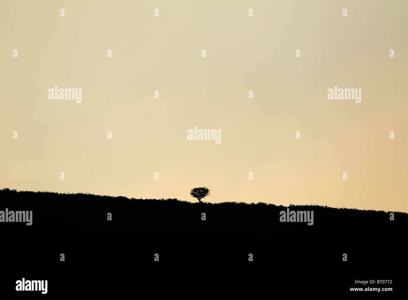A silhouette of a tree on Haytor at sunset on Dartmoor National Park in ...