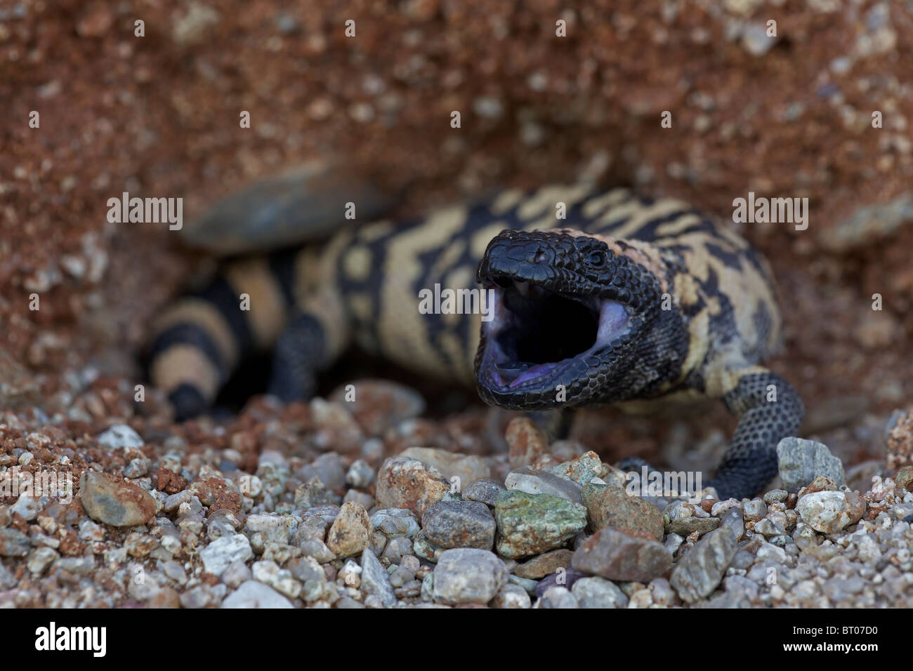 Gila monster (Heloderma suspectum) Sonoran Desert - Arizona - Defensive ...