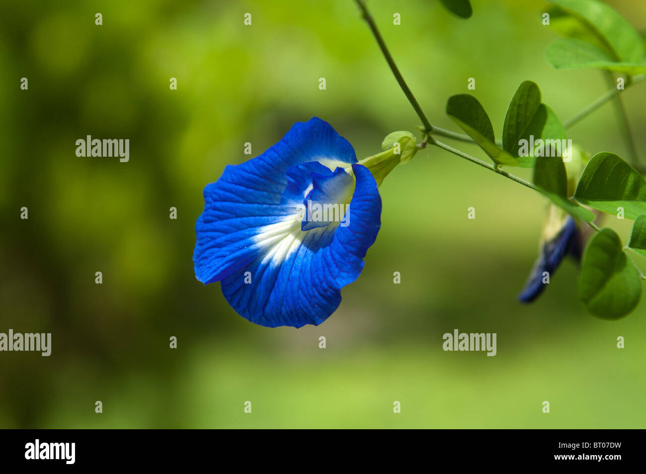 Exotic Blue flower Stock Photo - Alamy