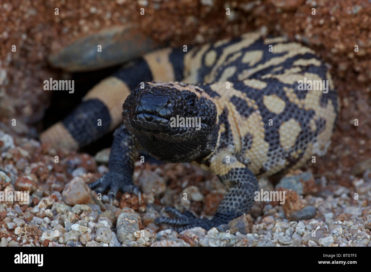 Gila monster (Heloderma suspectum) Sonoran Desert - Arizona - One of ...