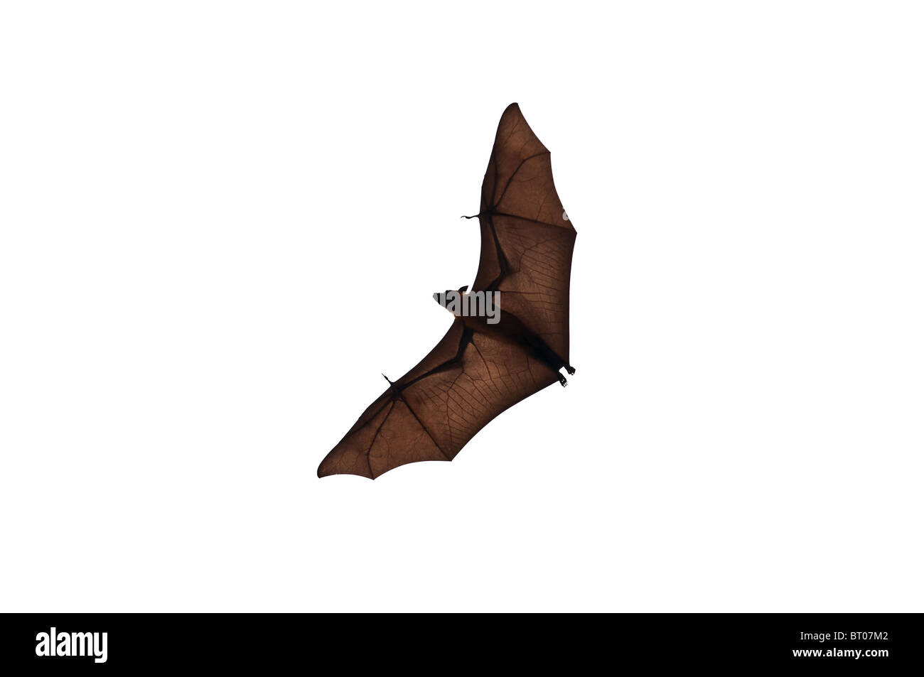 Isolated flying fox Stock Photo - Alamy