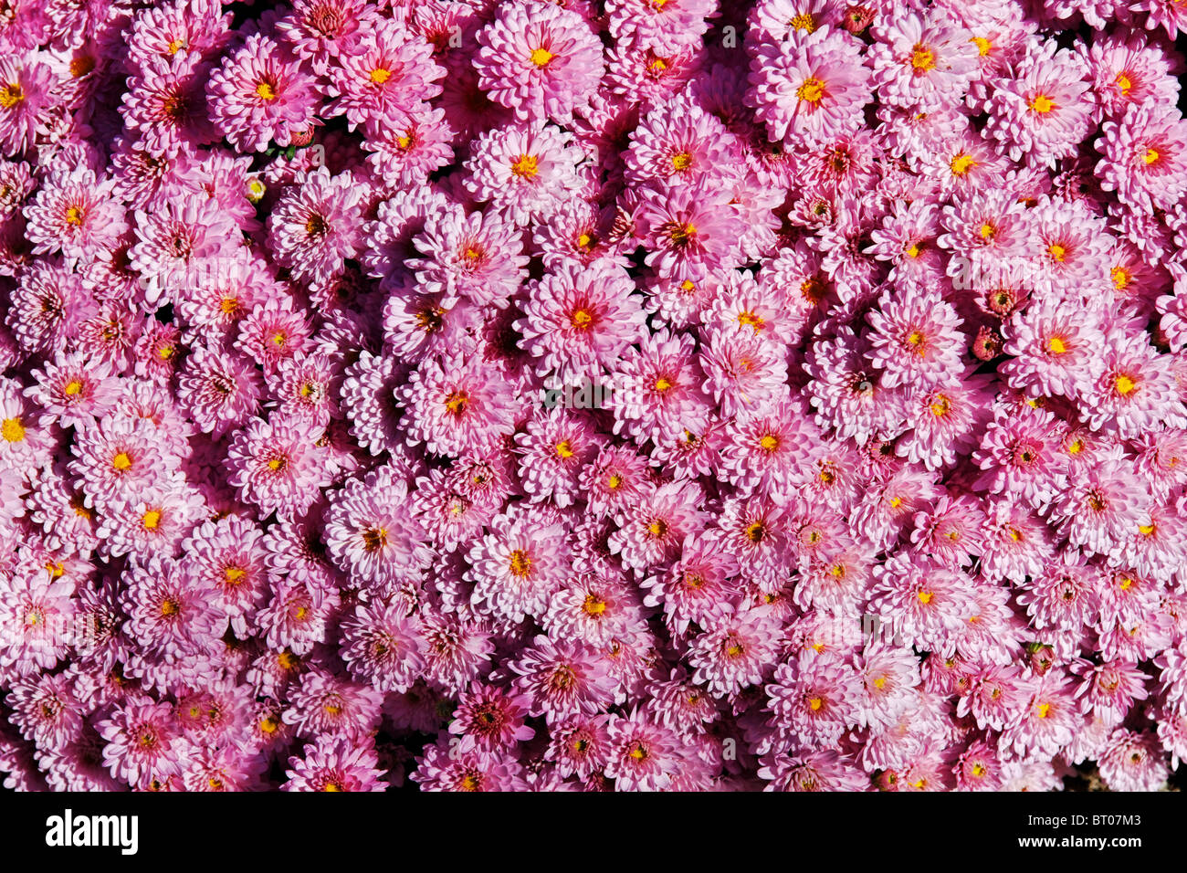 Pink mums hi-res stock photography and images - Alamy