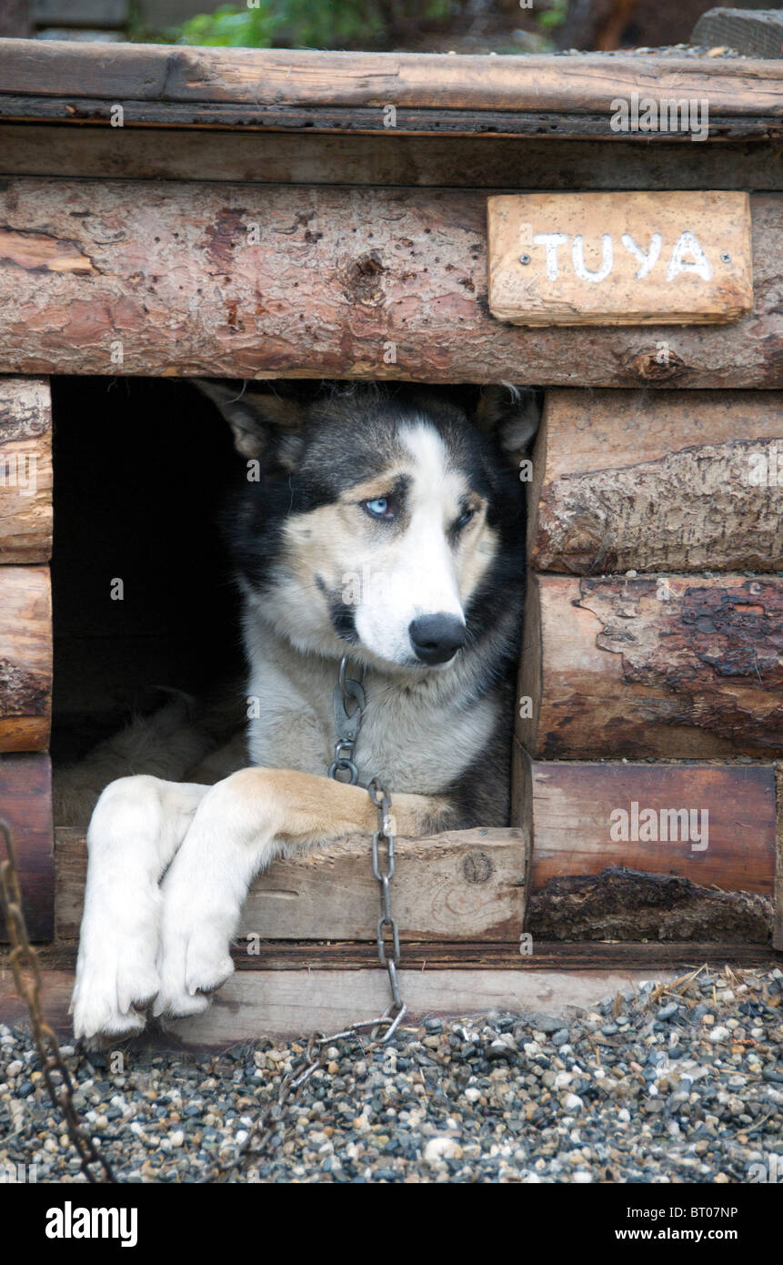 Denali kennel hi-res stock photography and images - Alamy