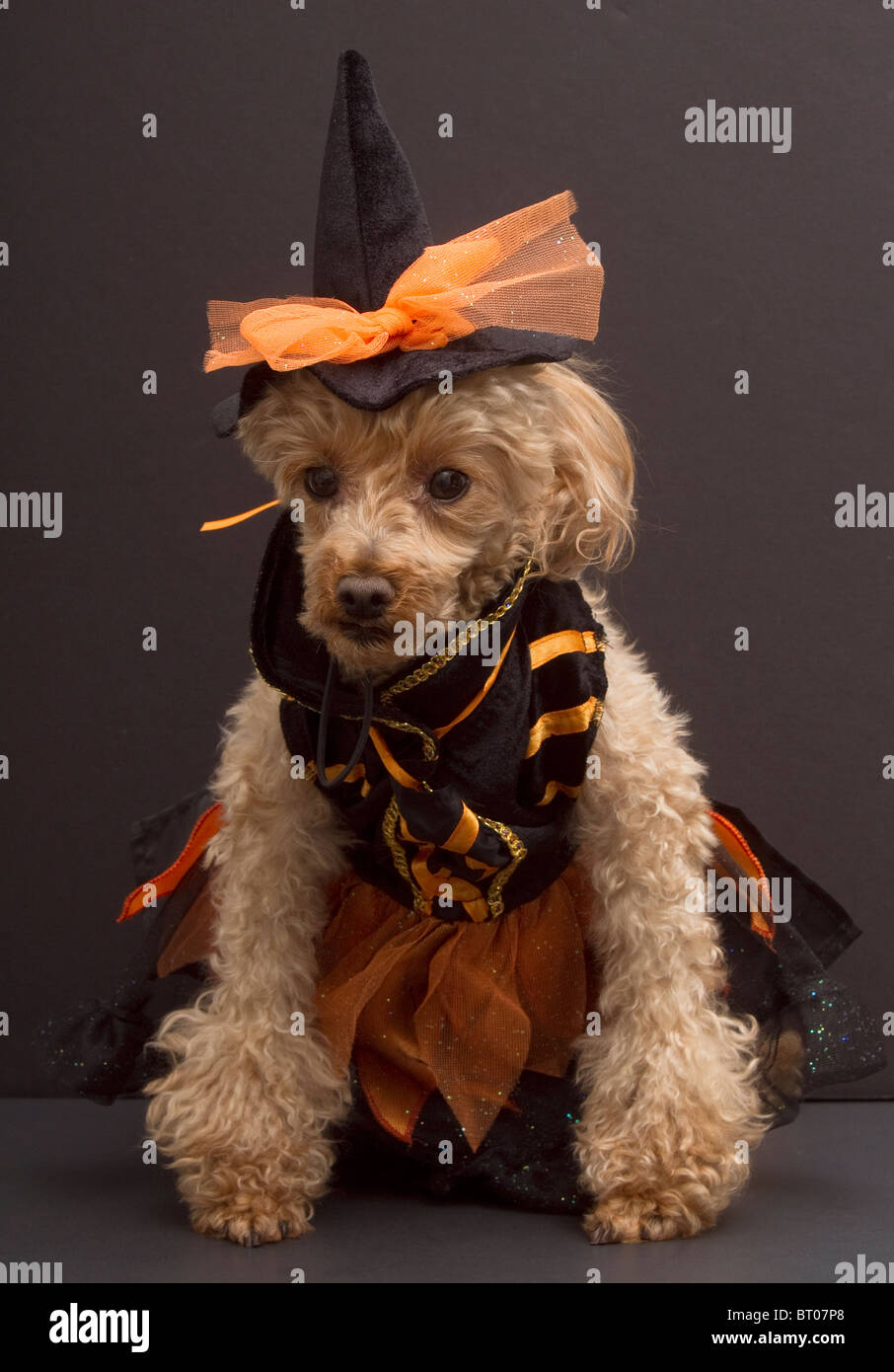 Poodle dressed up hi-res stock photography and images - Alamy