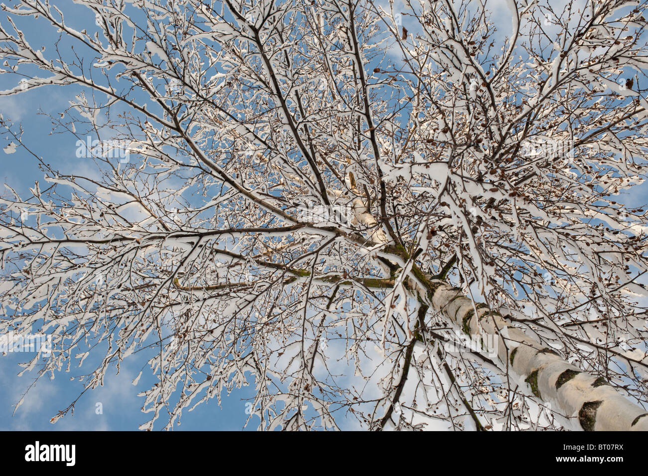 Snow on a Tree, England Stock Photo - Alamy
