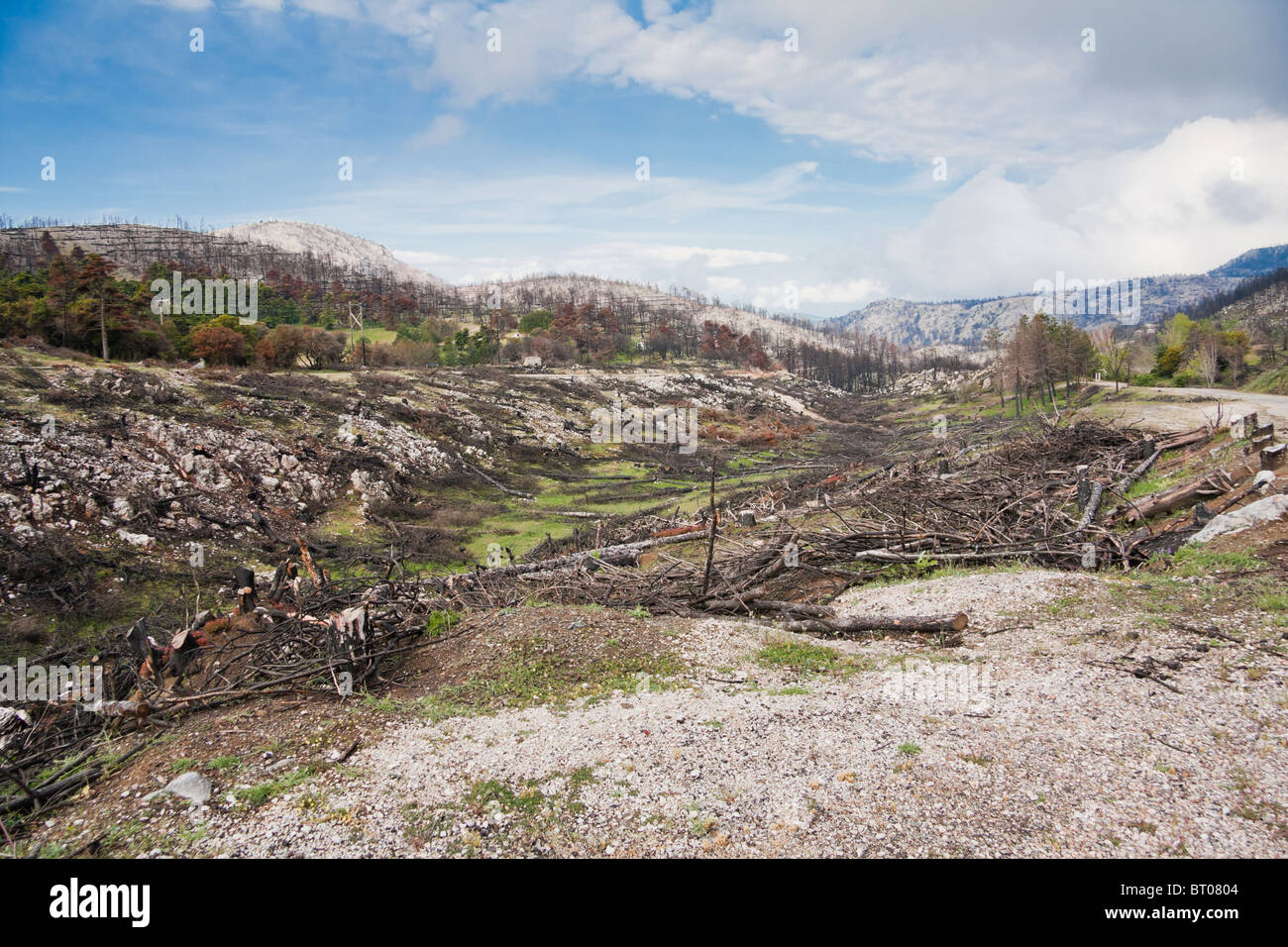 Remains after the fire in 2007 in Parnitha National Park, Greece Stock ...
