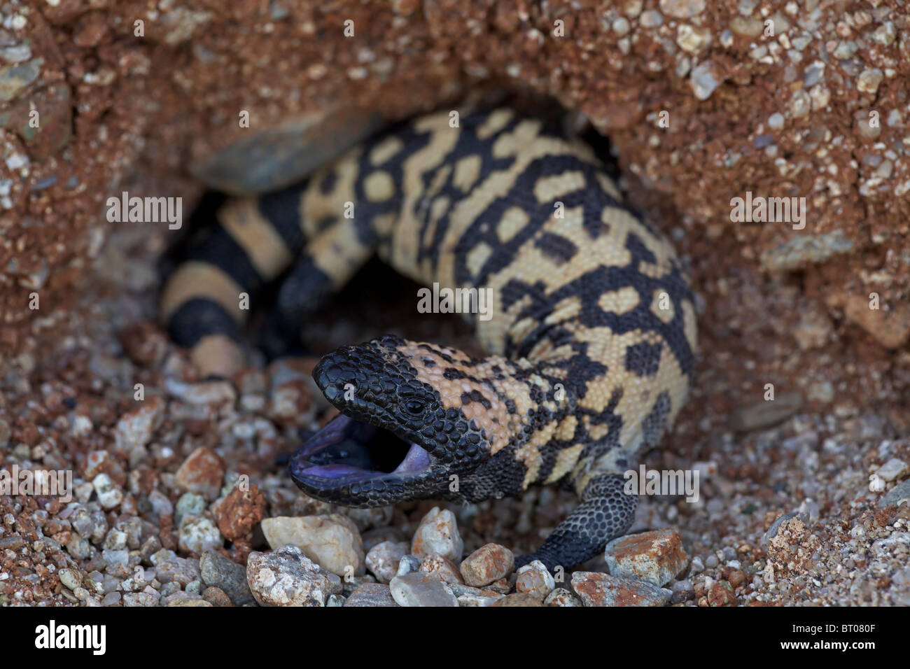 Gila monster heloderma suspectum venomous lizard squamata hi-res stock ...