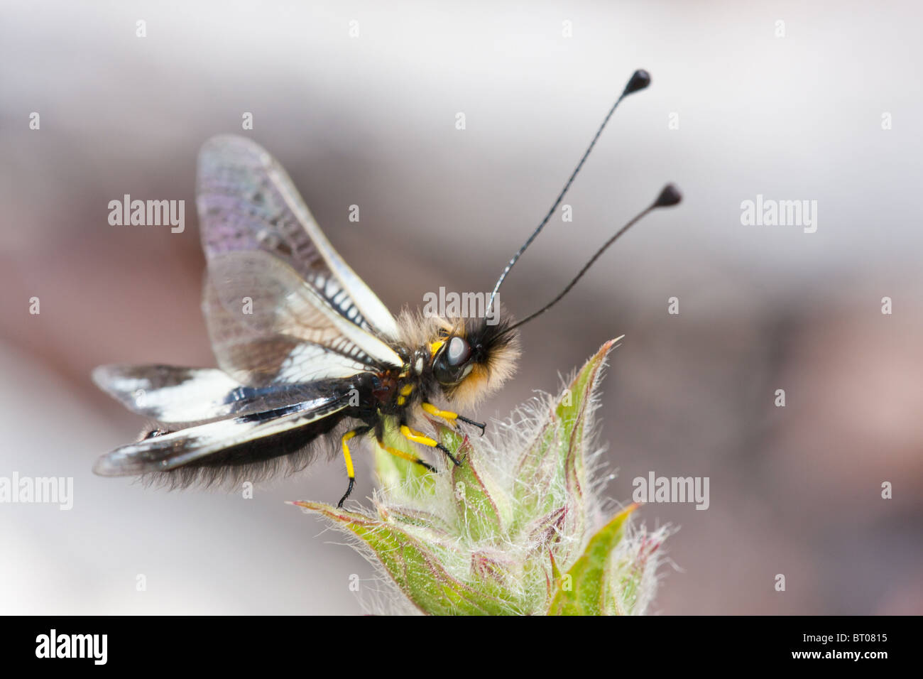 Ascalaphus hi-res stock photography and images - Alamy