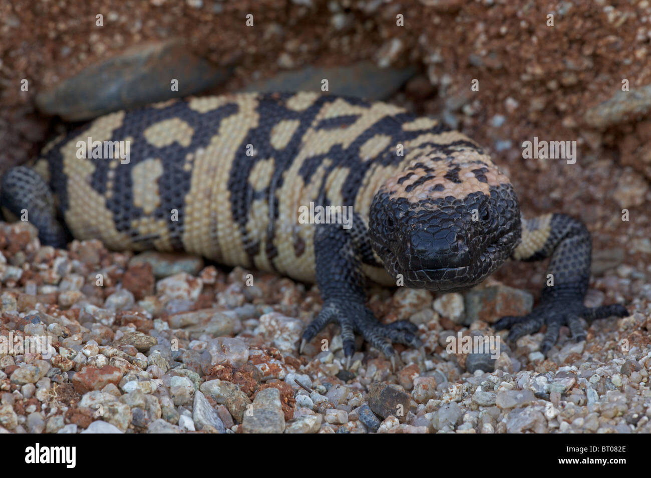 Gila monsters hi-res stock photography and images - Alamy