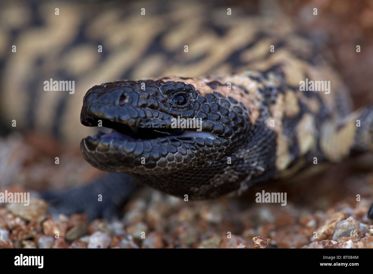 Gila monsters hi-res stock photography and images - Alamy
