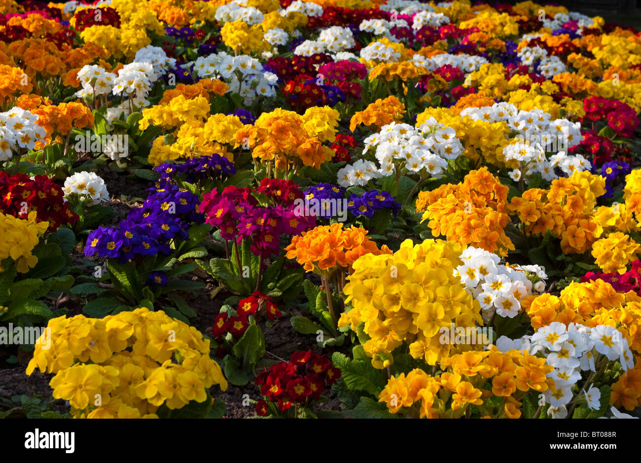 Display of early spring flowers including pansies in a public park in ...