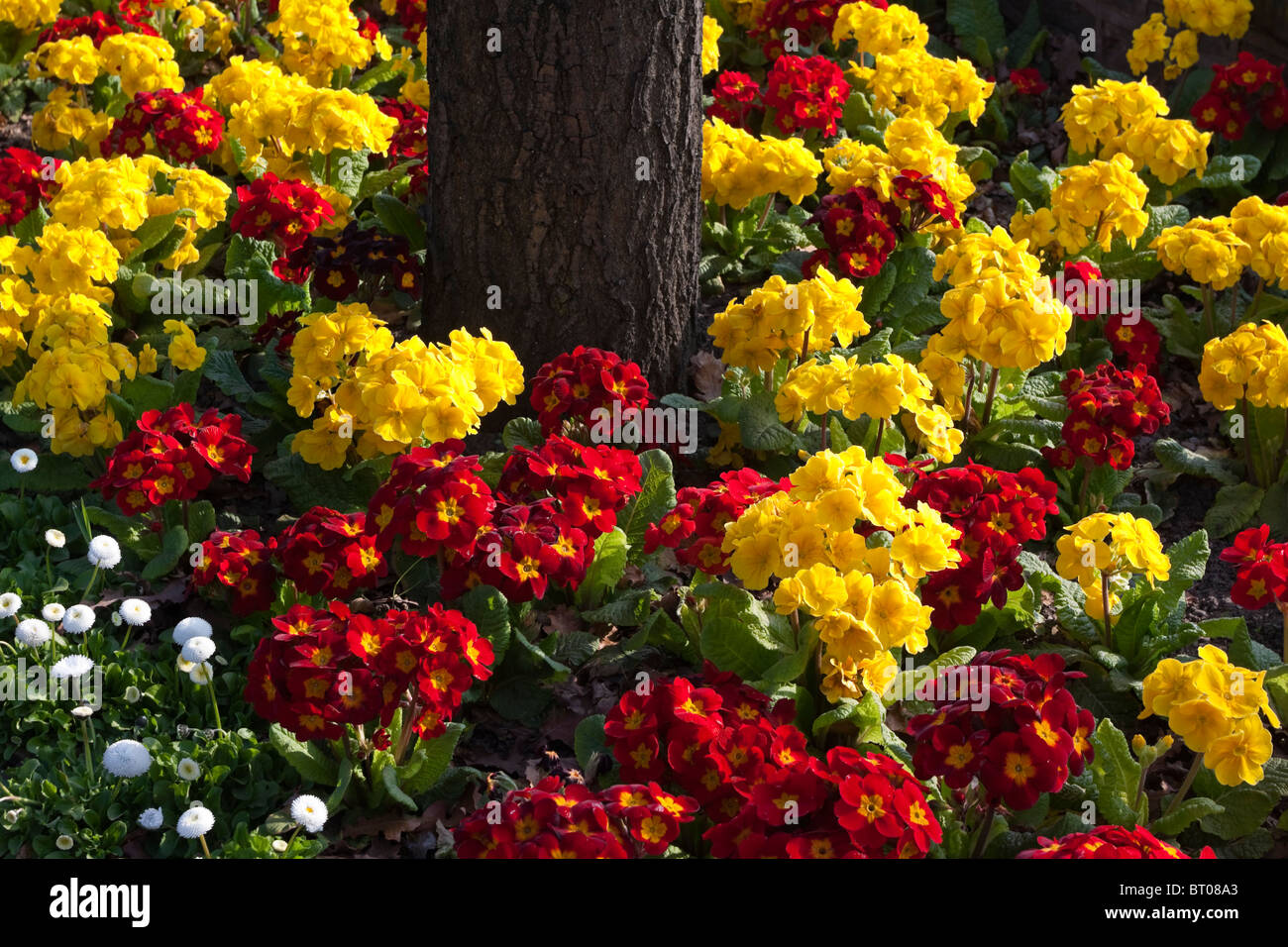 Display of early spring flowers including pansies in a public park in ...