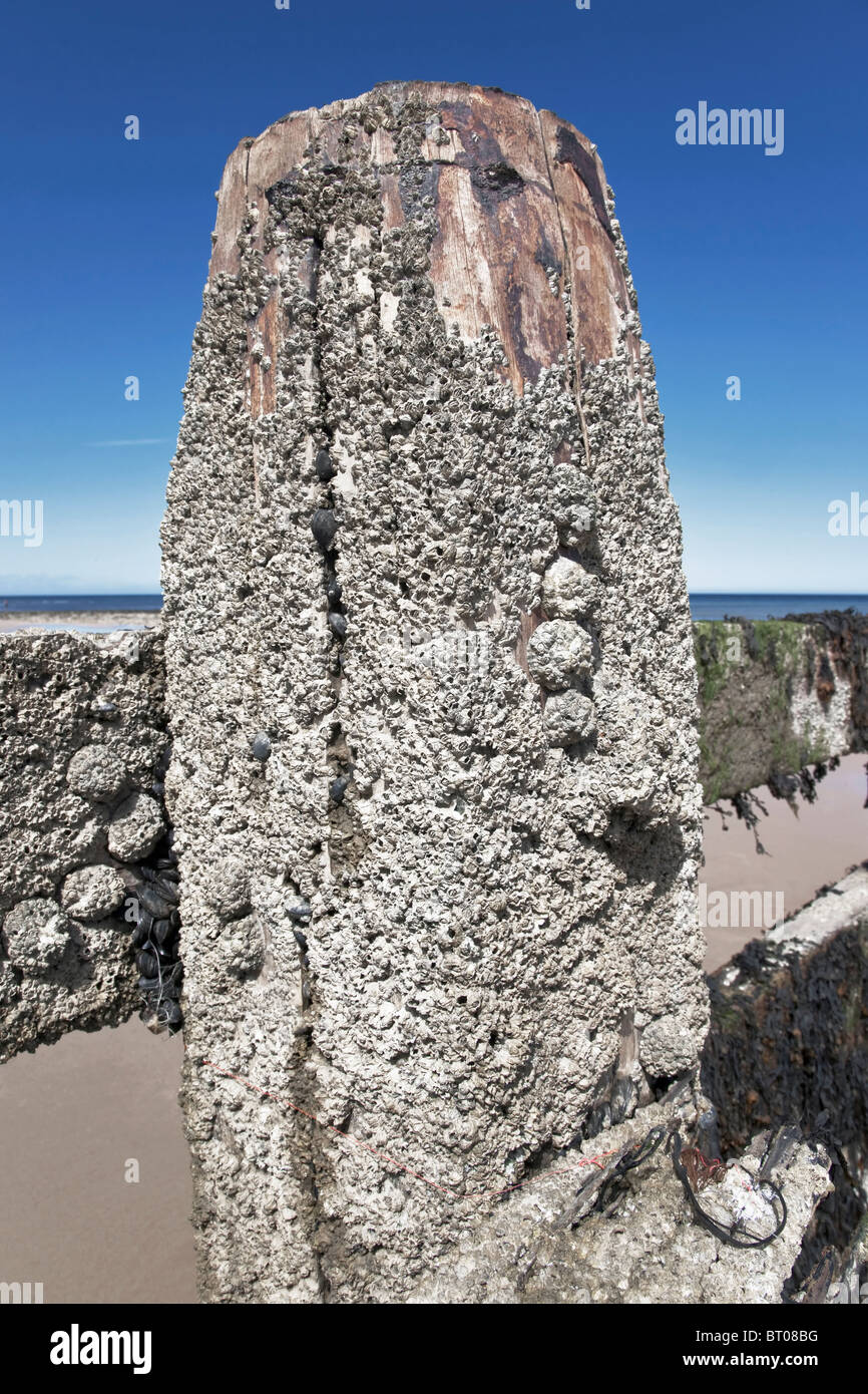 Barnacle's growing on eroding groyne post Stock Photo - Alamy