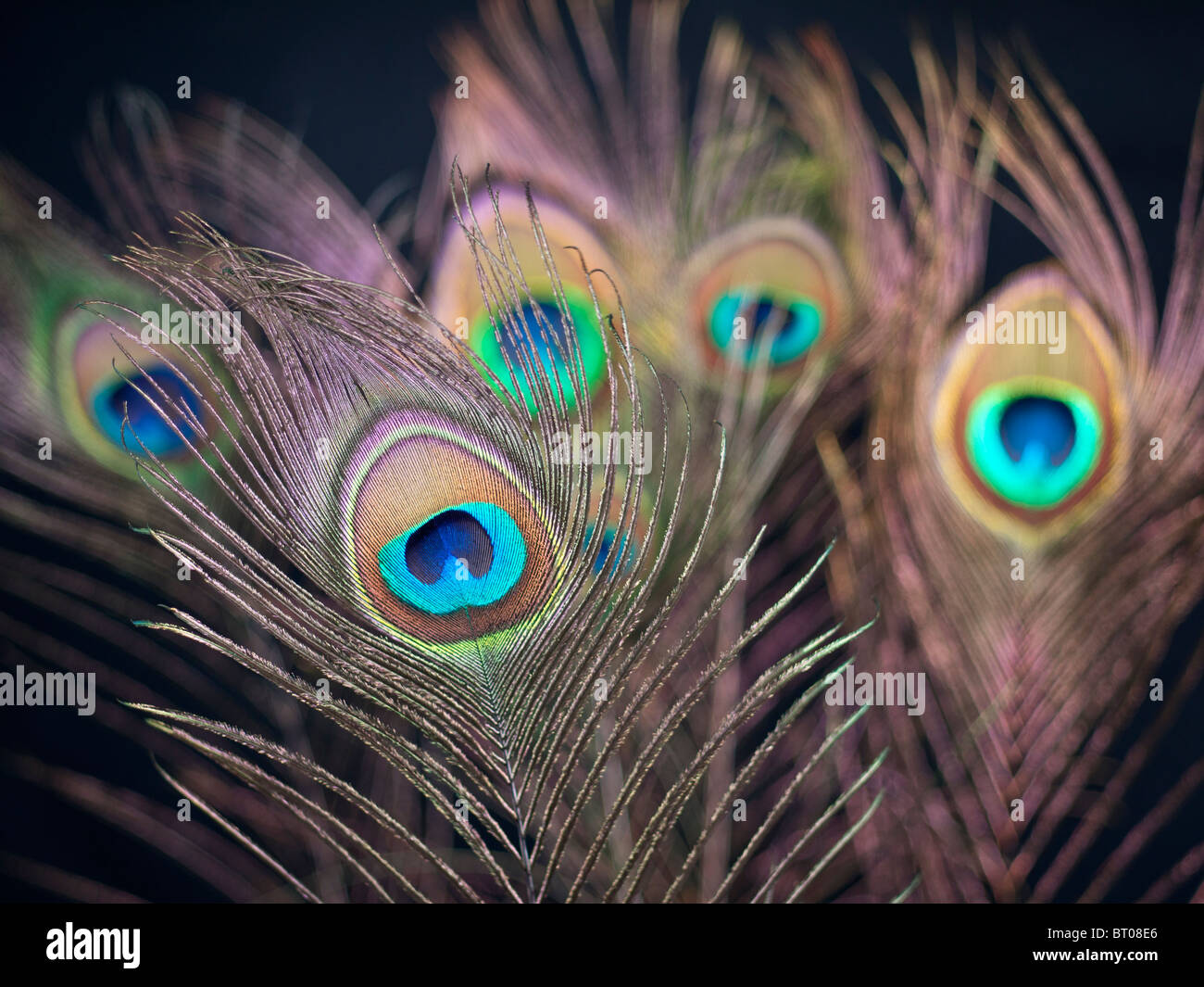 Five peacock feathers Stock Photo - Alamy