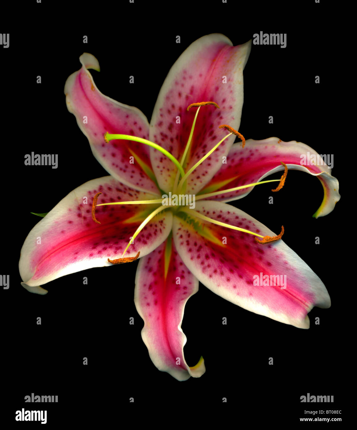 Single Flower Stem High Resolution Stock Photography and Images - Alamy