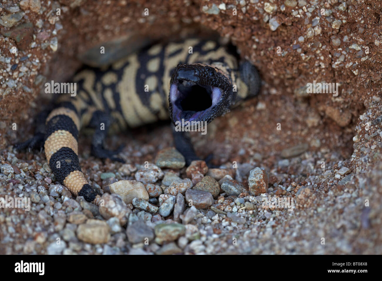Gila monster (Heloderma suspectum) Sonoran Desert - Arizona - Defensive ...