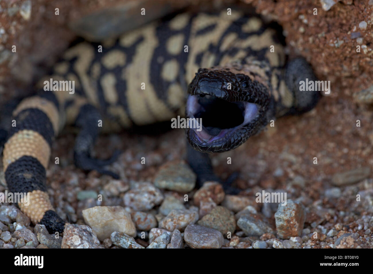 Gila monster (Heloderma suspectum) Sonoran Desert - Arizona - Defensive ...