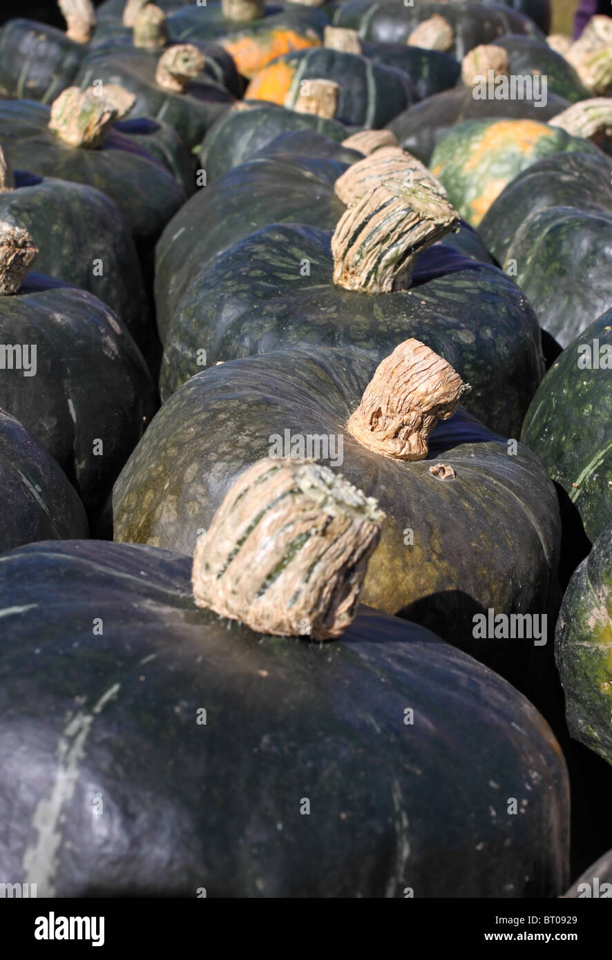 Summer squash hi-res stock photography and images - Alamy