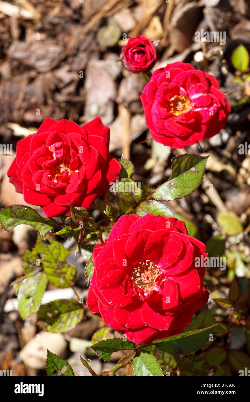 Four small red roses with blurry background Stock Photo - Alamy