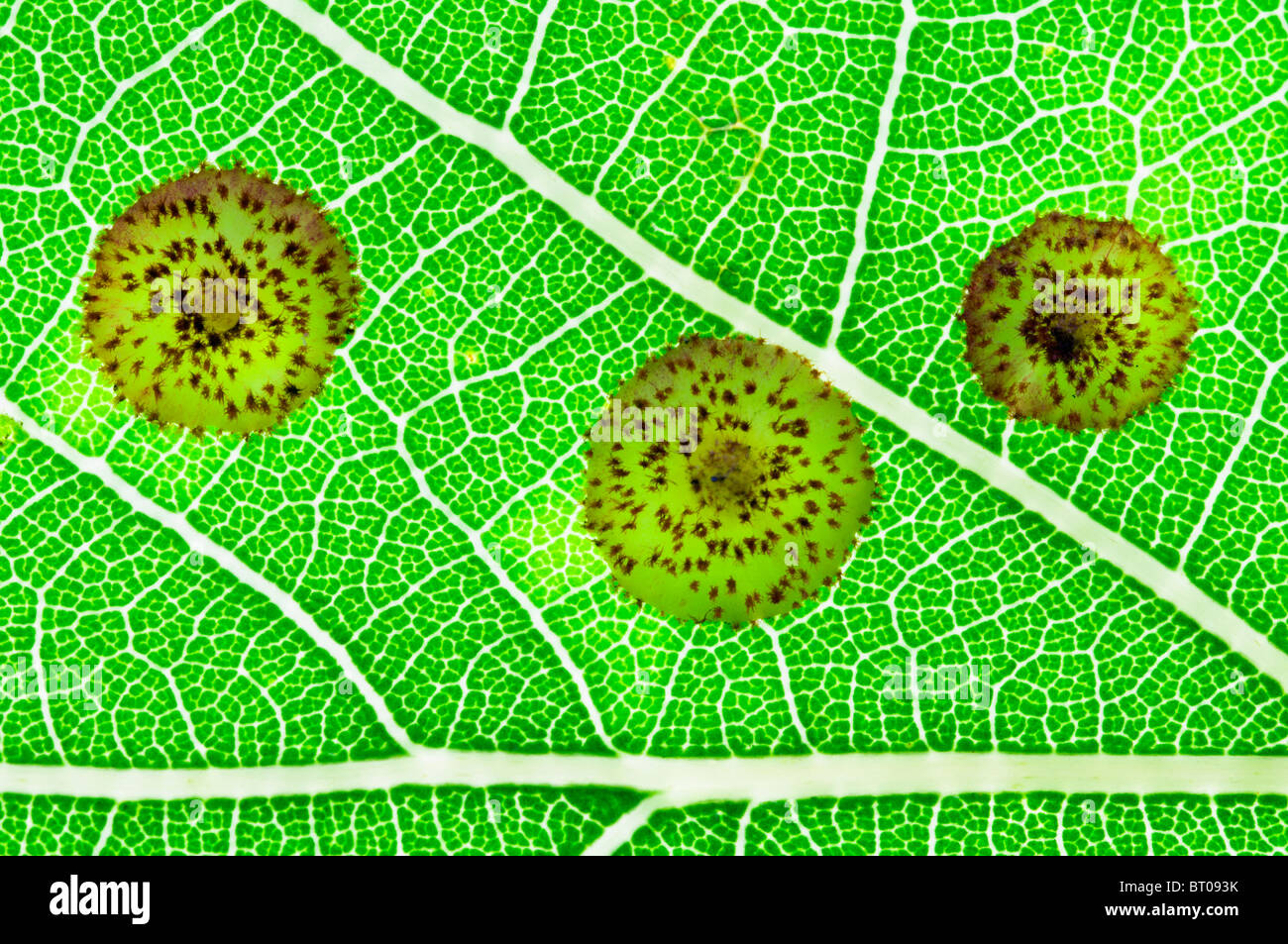 Spangle galls on oak leaf Stock Photo - Alamy Spangle galls on oak leaf Stock Photo - Alamy
