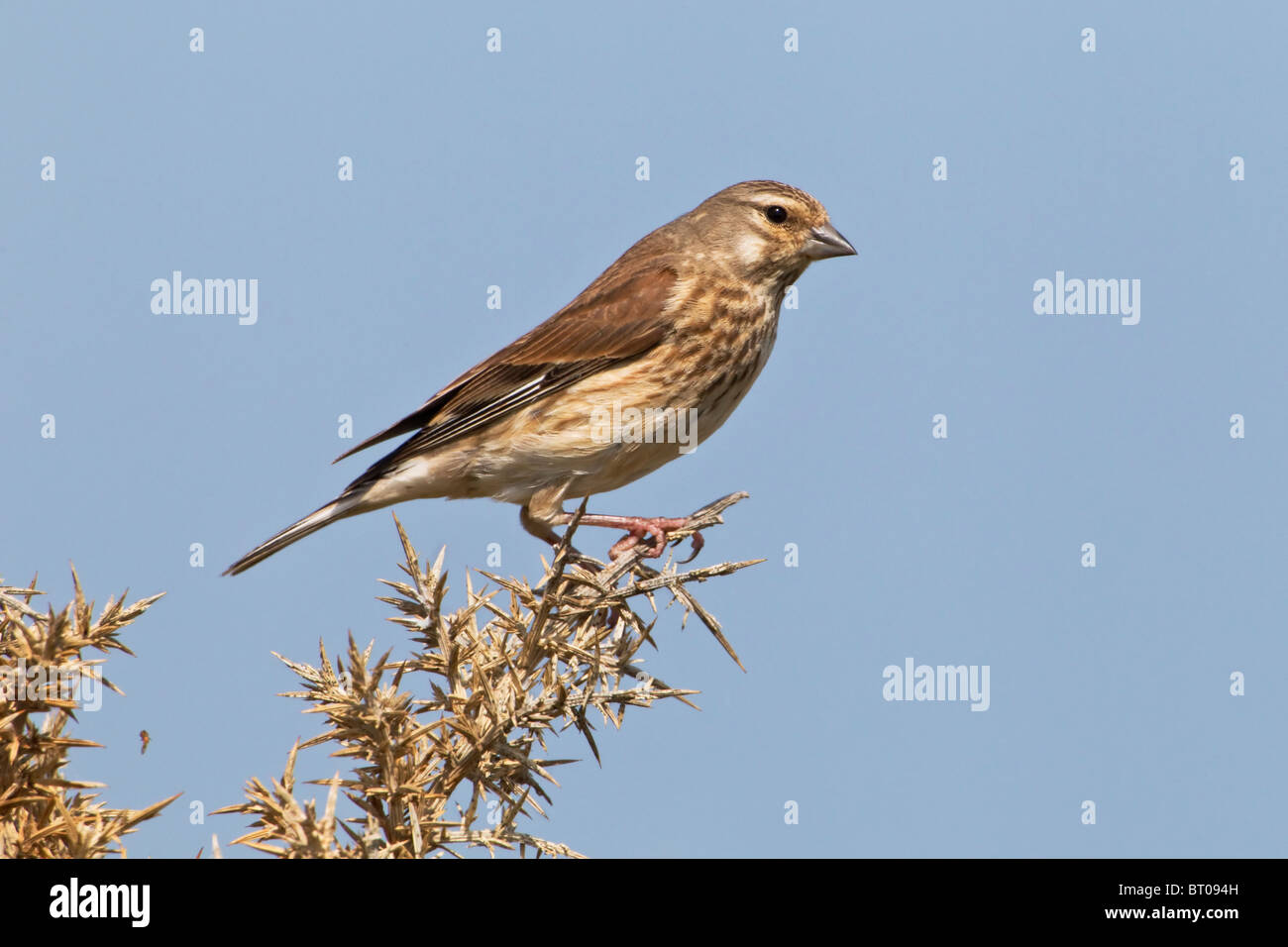 Female linnet hi-res stock photography and images - Alamy